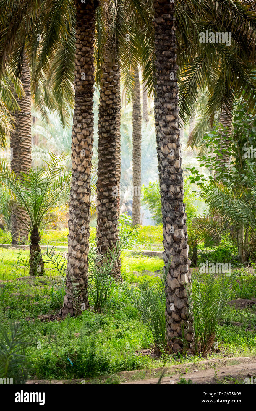 Oman date palm trees hi-res stock photography and images - Alamy