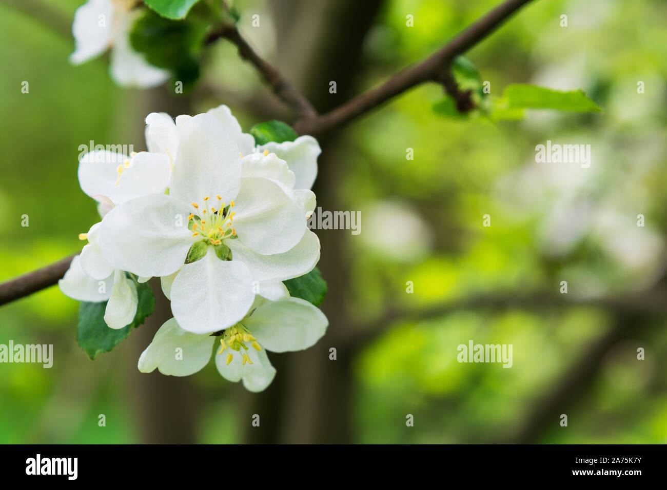 Close-up apple tree blossom branch. Spring background. Copy space Stock ...