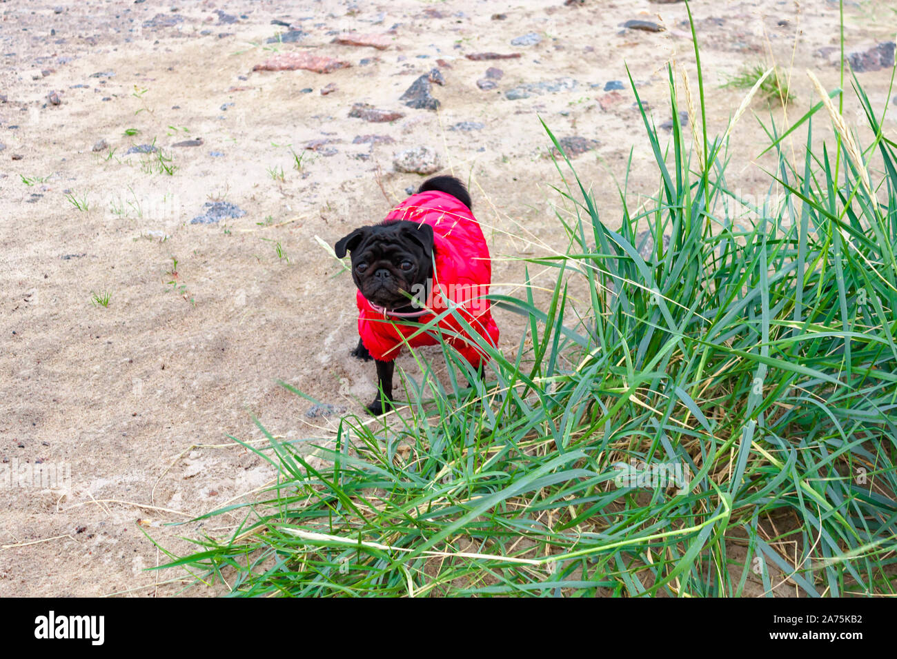 Cute beautiful black pug stay on sand in grass in red vest close-up ...