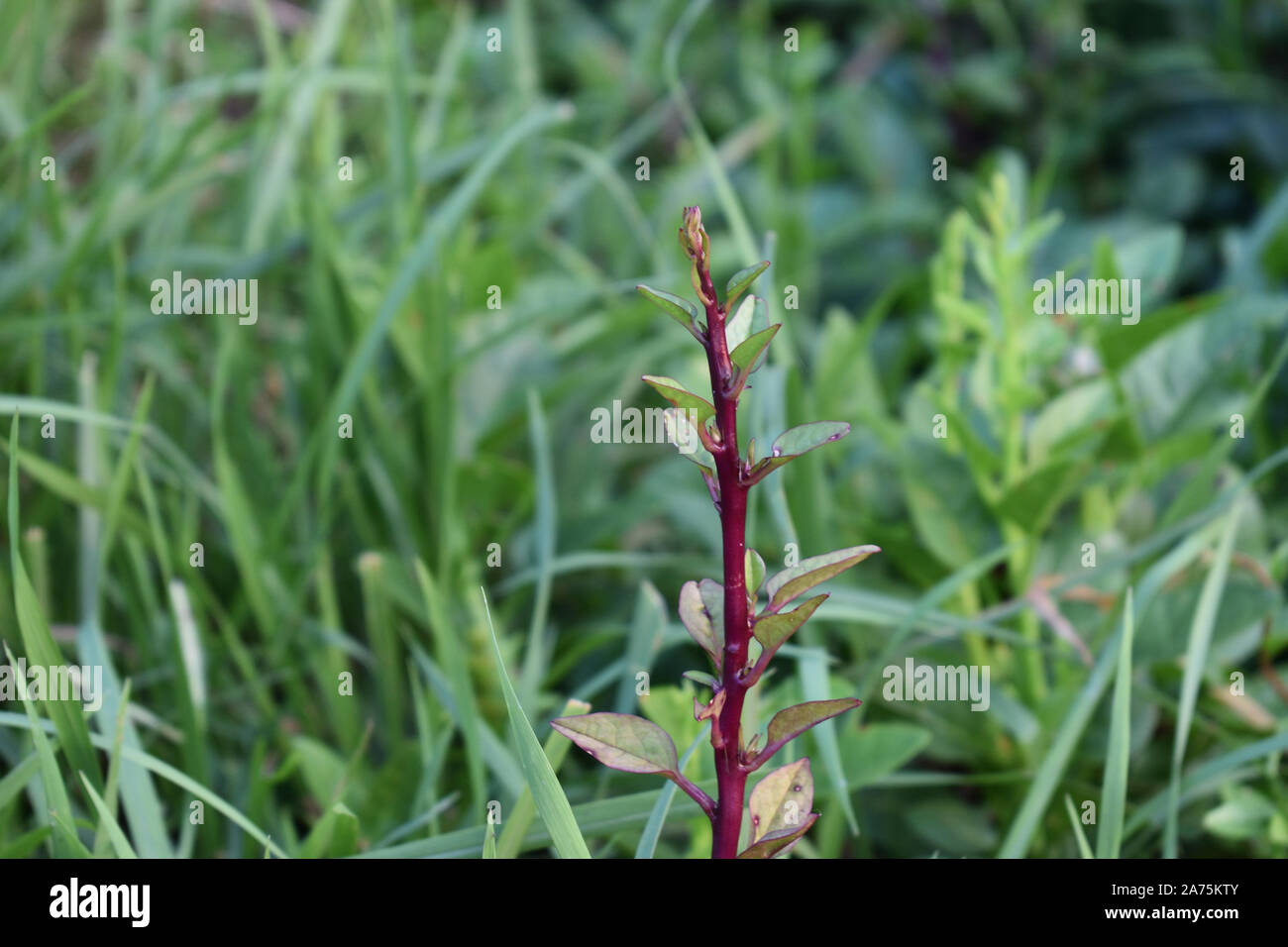 Basella alba organic growth hi-res stock photography and images - Alamy