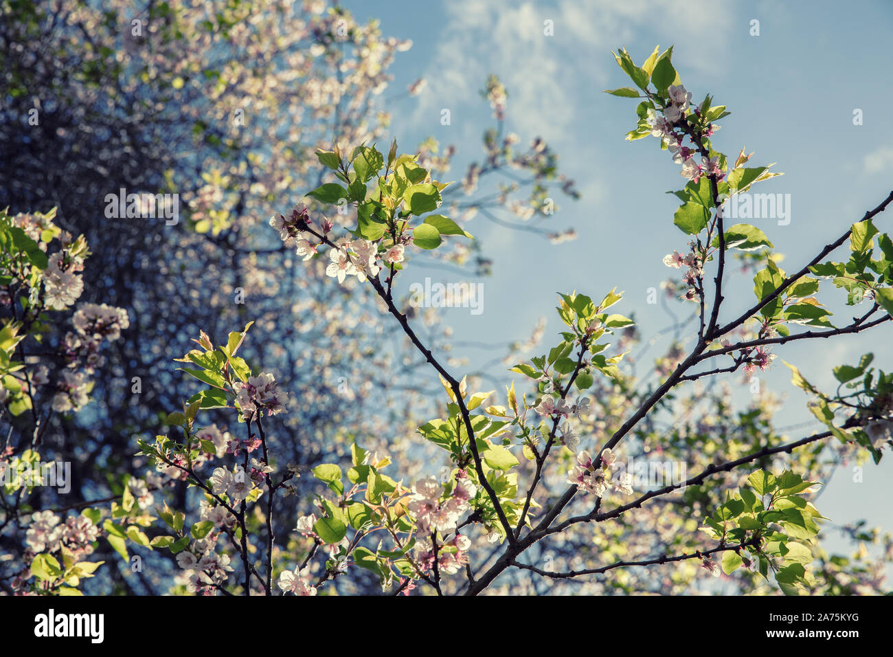 Cherry tree in Jebel Akhdar, Oman Stock Photo - Alamy