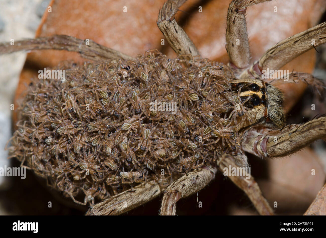 Wolf Spider, Family Lycosidae, female covered in young Stock Photo - Alamy