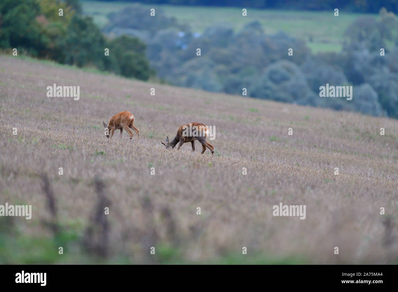 Roe deer and doe walking on the meadow with green grass Stock Photo - Alamy