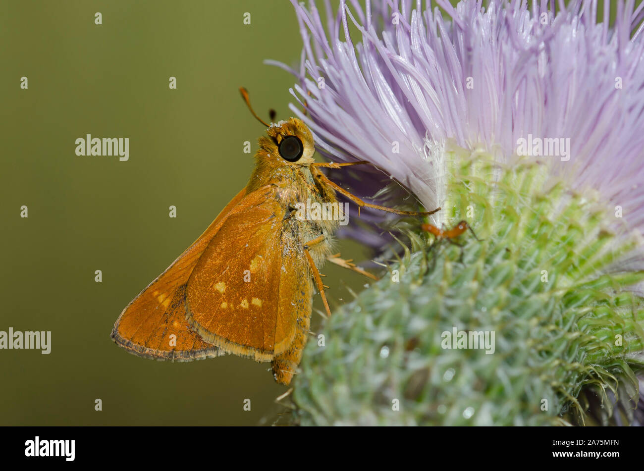 Leonard’s Skipper, Hesperia leonardus, male nectaring from thistle ...