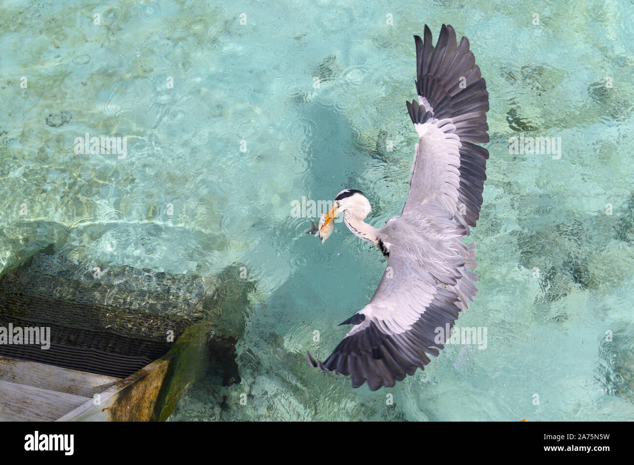 Indian Reef Heron High Resolution Stock Photography and Images - Alamy