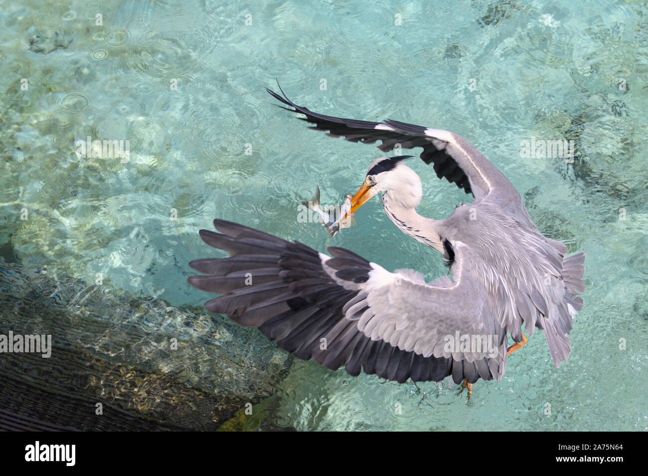 Grey Heron catching a fish in the Maldives Stock Photo - Alamy