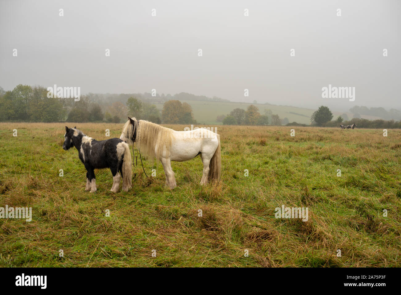 Stow Gypsy Horse Fair, Stow on the Wold, Cotswolds, Glouctershire ...