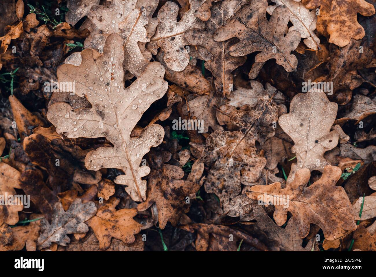 Fallen oak leaf raindrops hi-res stock photography and images - Alamy