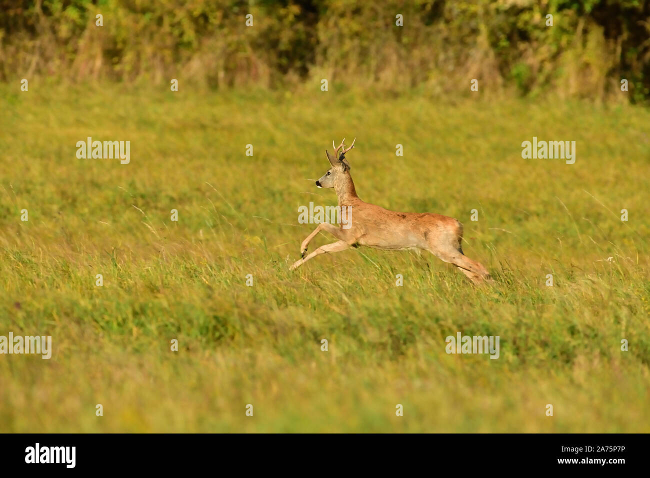 Male roe running on field hi-res stock photography and images - Alamy