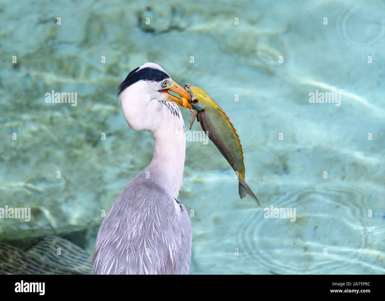 Grey Heron catching a fish in the Maldives Stock Photo - Alamy