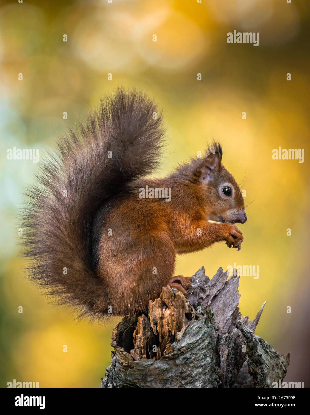 Endangered british wildlife hi-res stock photography and images - Alamy