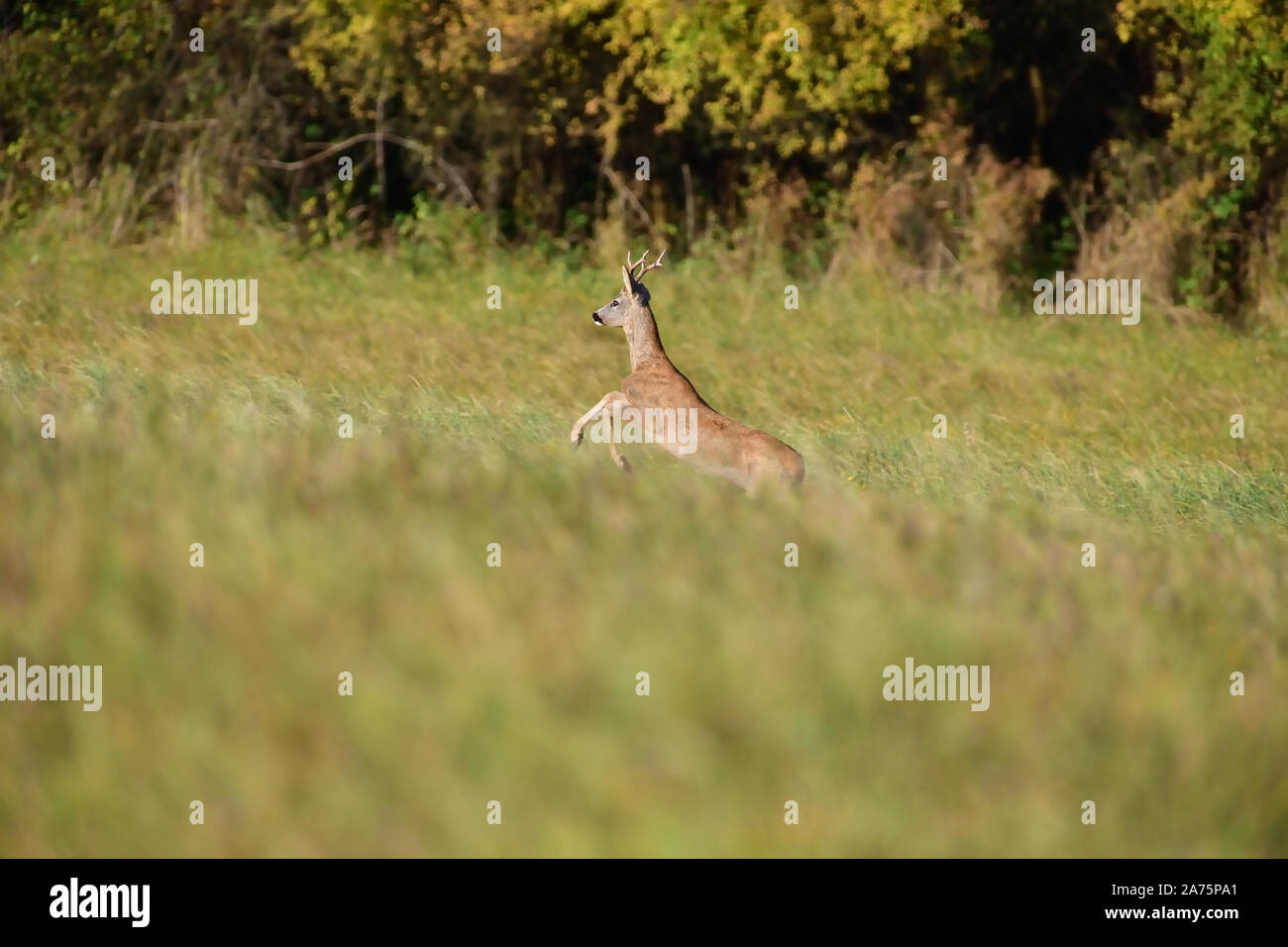 Male roe running on field hi-res stock photography and images - Alamy