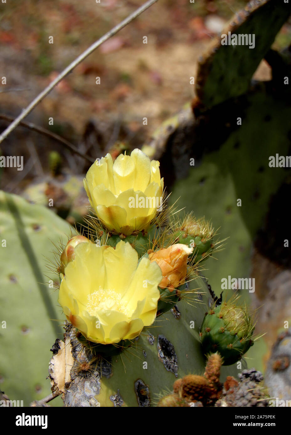Cactus agave hi-res stock photography and images - Alamy