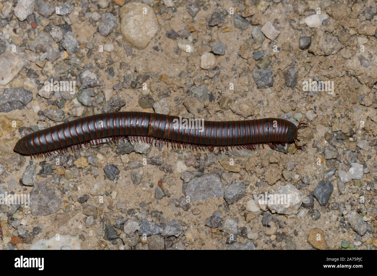 Narceus High Resolution Stock Photography and Images - Alamy