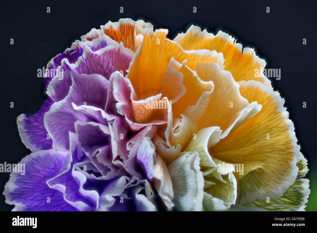 Colorful Rainbow Carnations Close Up showing the delicate veins in each ...