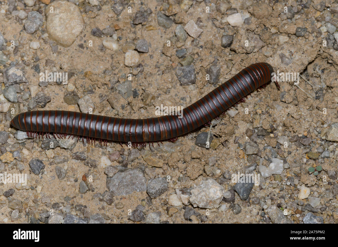 Class Diplopoda Examples