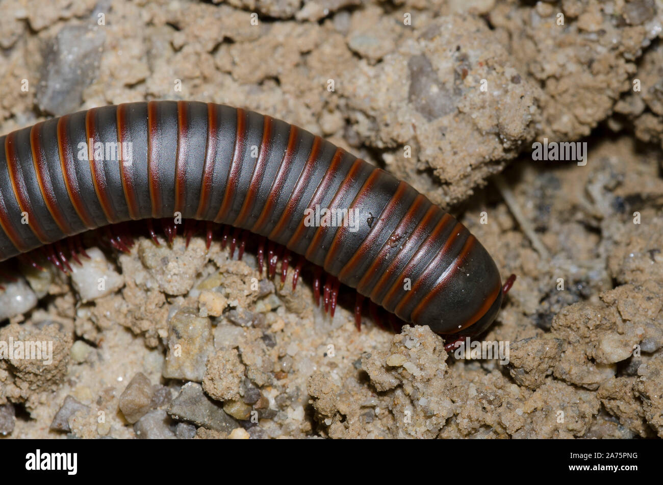 Narceus High Resolution Stock Photography and Images - Alamy