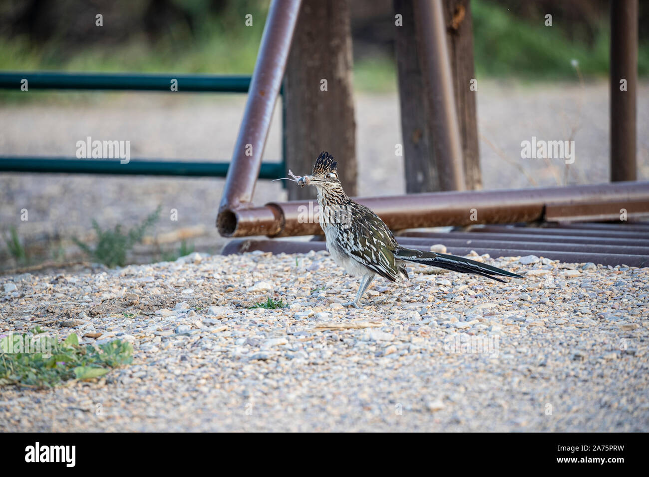 A roadrunner takes off with the catch of the morning Stock Photo - Alamy