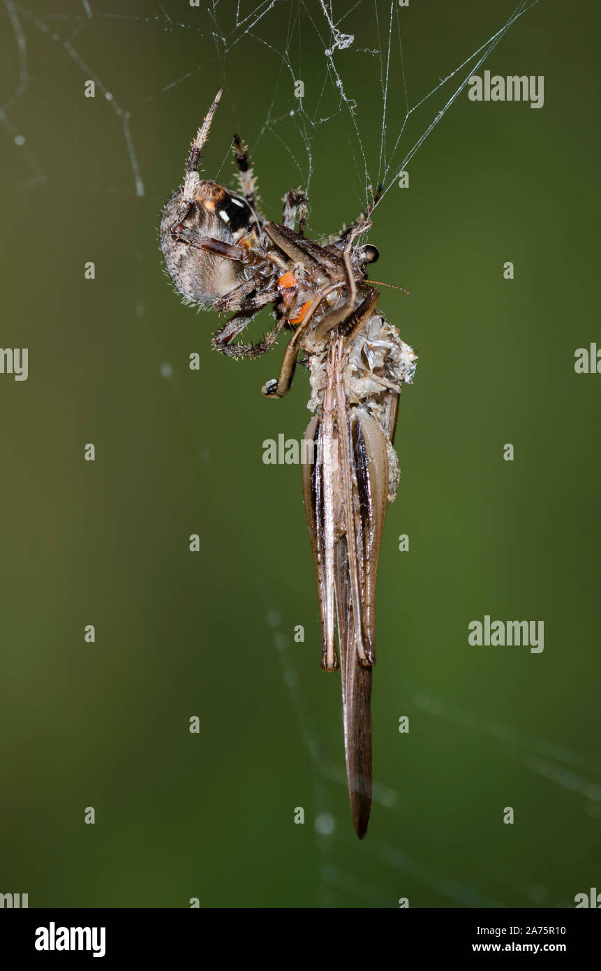 Spotted Orb Weaver, Neoscona crucifera, feeding on captured grasshopper ...