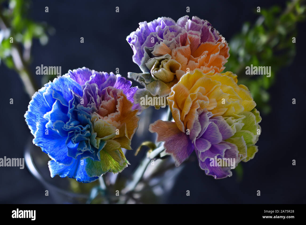 Colorful Rainbow Carnations Close Up showing the delicate veins in each ...