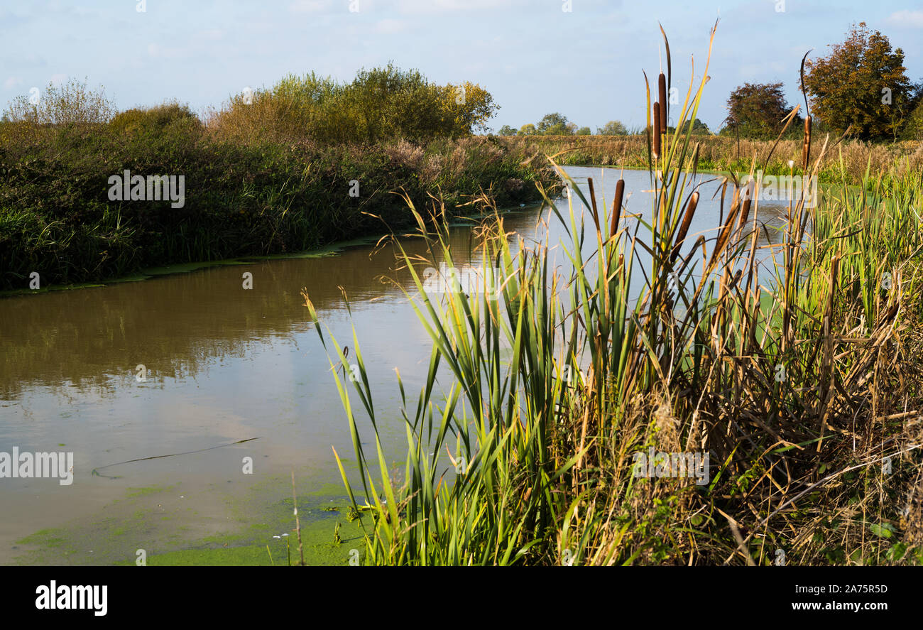 Weed in canal hi-res stock photography and images - Alamy