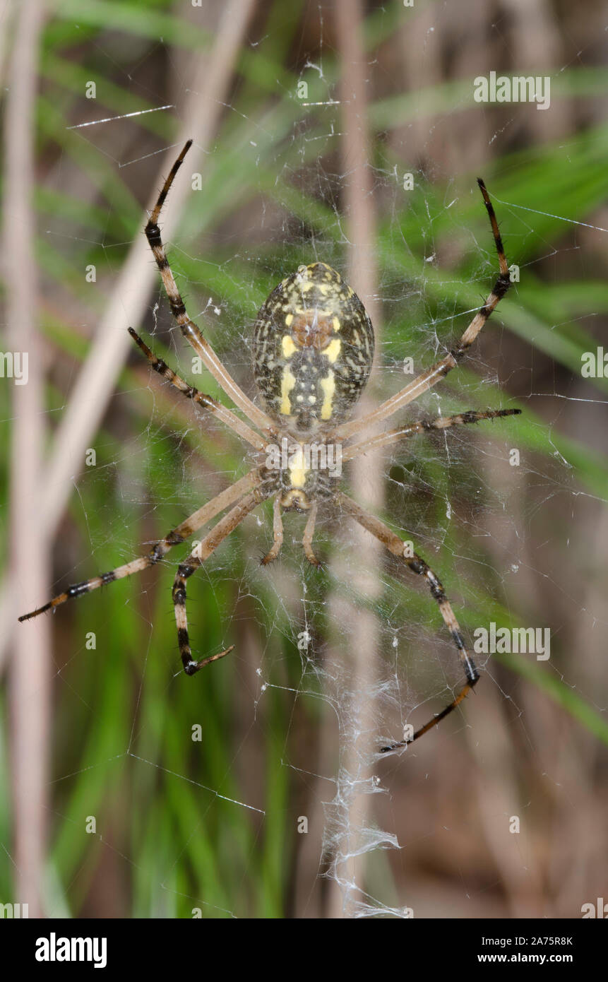 Banded orb weaving spider hi-res stock photography and images - Alamy