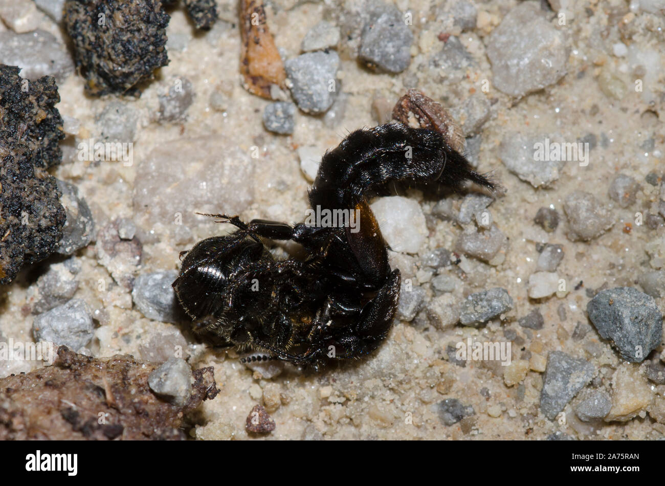 Red-spotted Rove Beetle, Platydracus fossator, attacking dung beetle ...