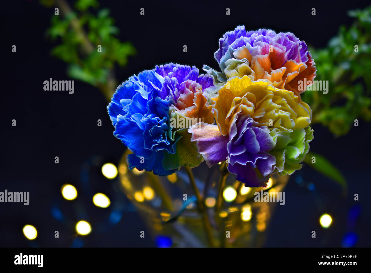 Colorful Rainbow Carnations Close Up showing the delicate veins in each ...