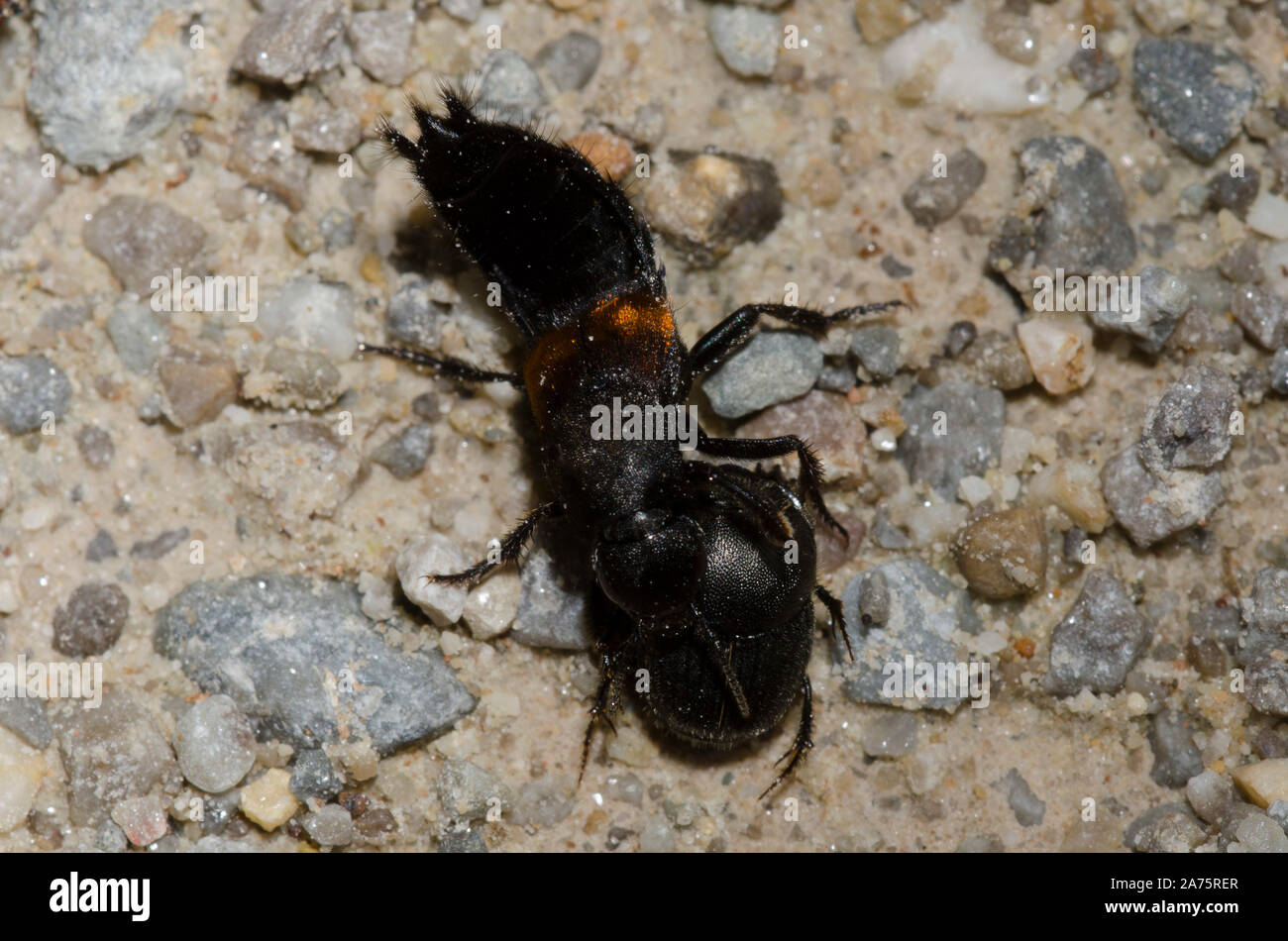 Red-spotted Rove Beetle, Platydracus fossator, attacking dung beetle ...