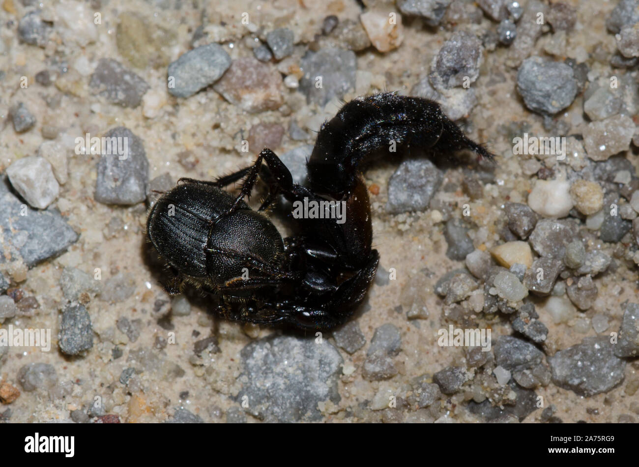 Rove beetles hi-res stock photography and images - Alamy