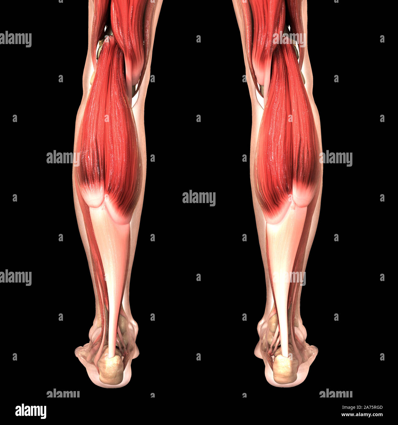 Human Body Muscular System Anatomy Stock Photo - Alamy