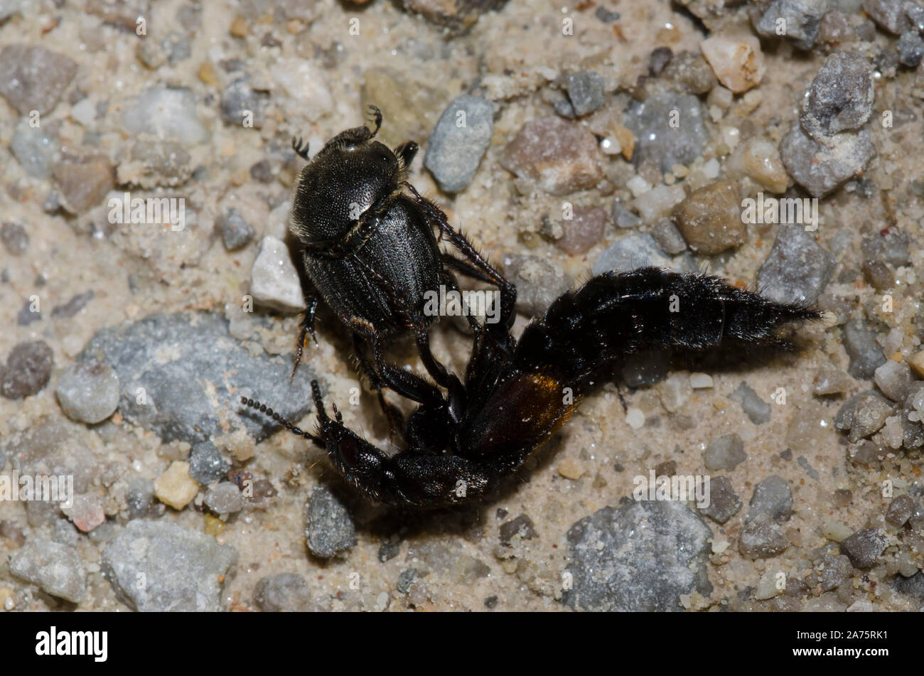 Red-spotted Rove Beetle, Platydracus fossator, attacking dung beetle ...