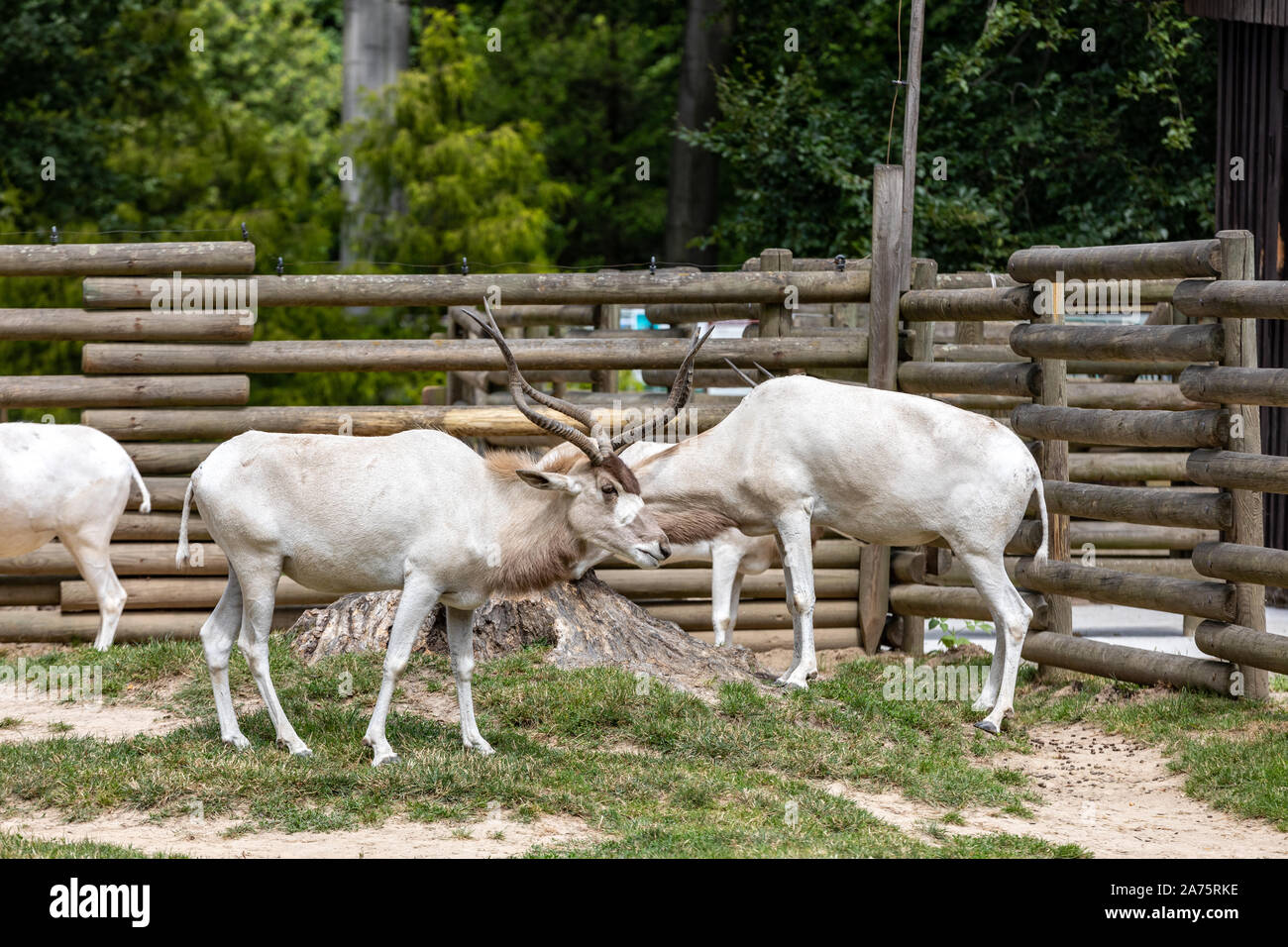 Addax goat hi-res stock photography and images - Alamy