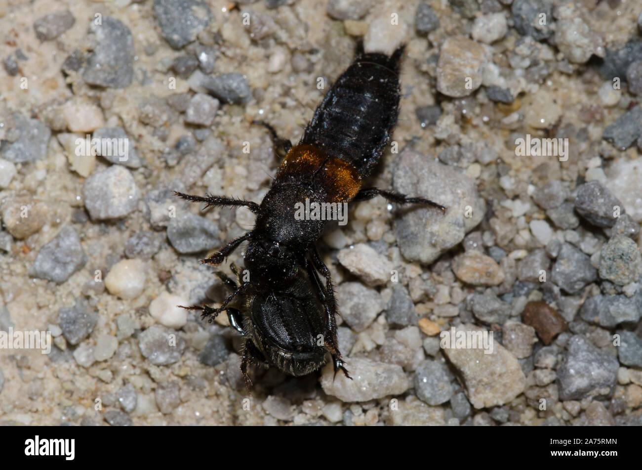 Red-spotted Rove Beetle, Platydracus fossator, attacking dung beetle ...