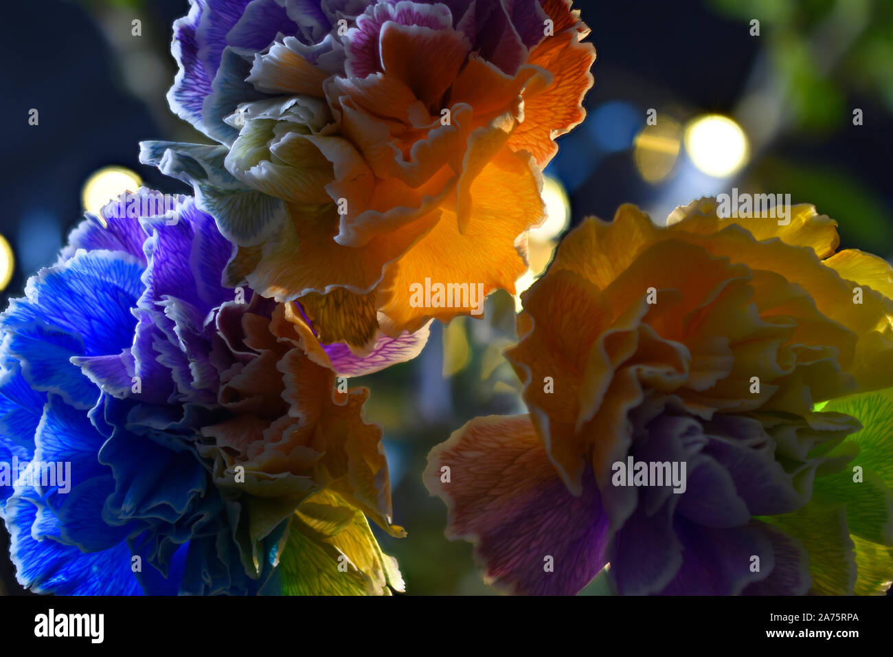 Colorful Rainbow Carnations Close Up showing the delicate veins in each ...
