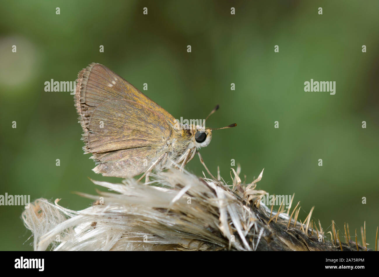 Crossline Skipper, Polites origenes Stock Photo - Alamy