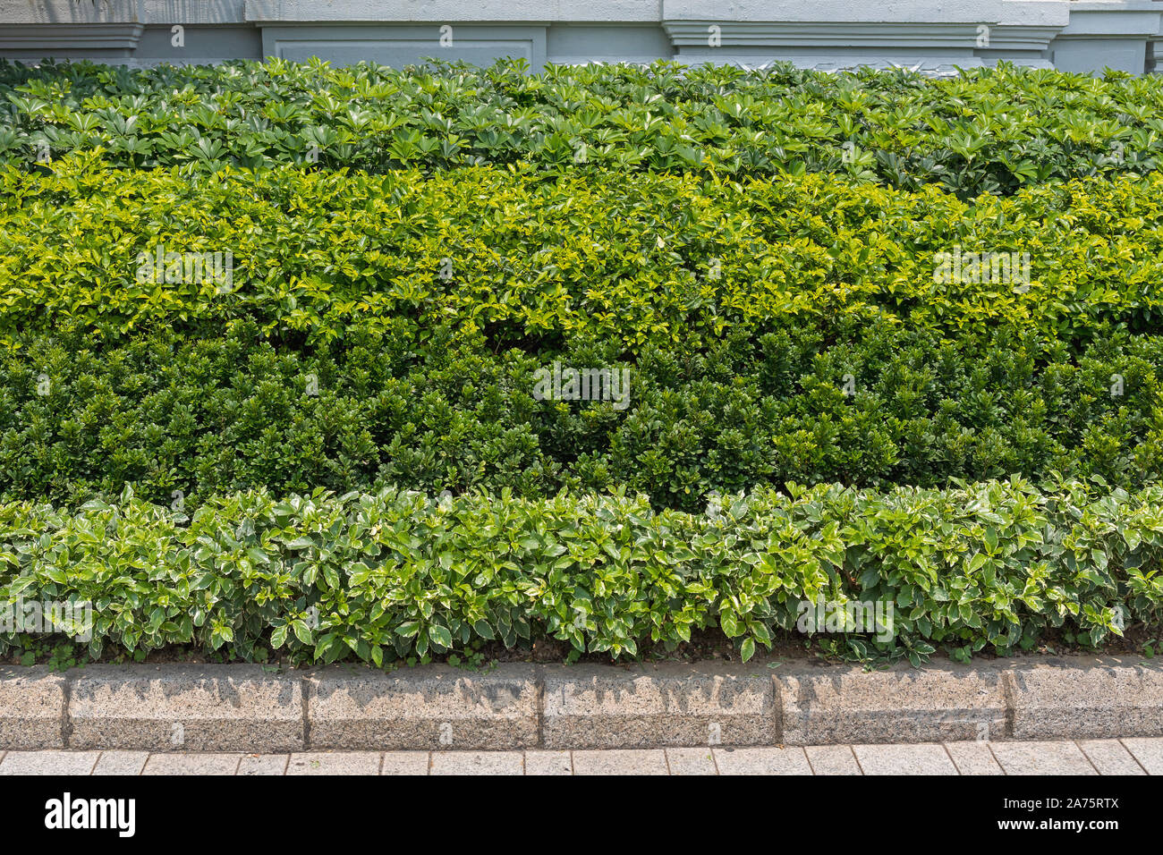 Plants and Bush Layers in Hong Kong Stock Photo - Alamy