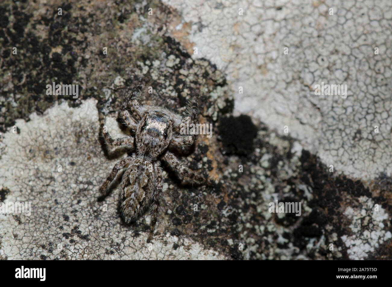Jumping spider on rock hi-res stock photography and images - Alamy