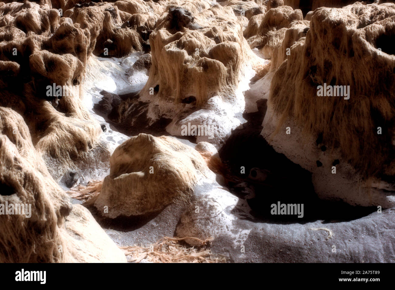 infrared image - uncovered seaweed topped chalk rocks at low tide (near ...