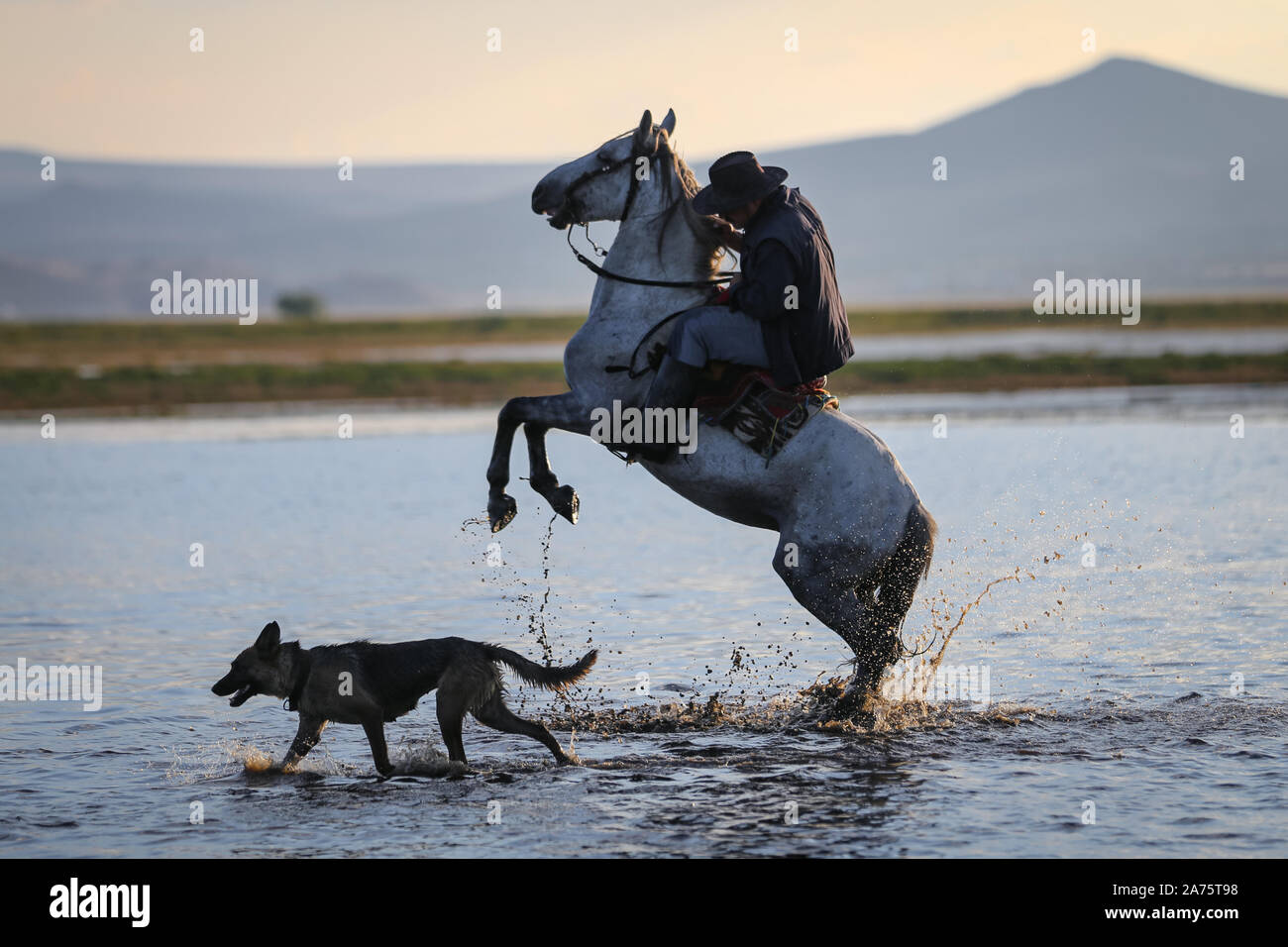 Horse rearing water hi-res stock photography and images - Alamy