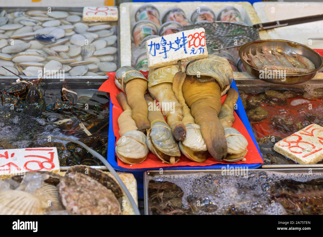 Fresh Geoduck Clams at Fish Market Stall Stock Photo - Alamy