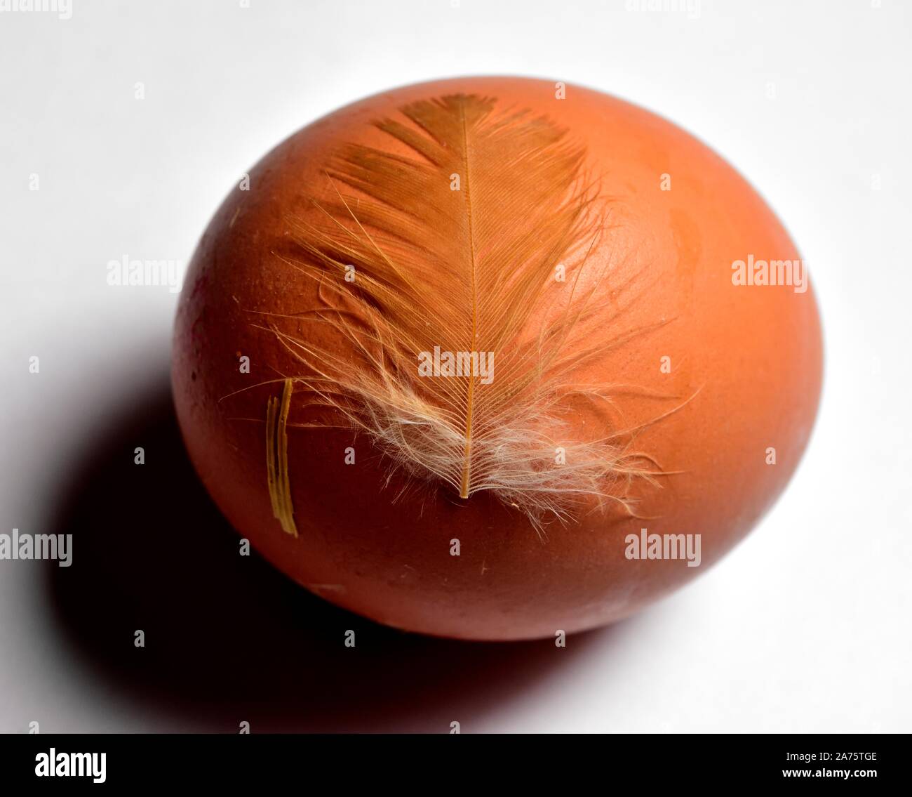 Chicken egg with chicken feather Stock Photo - Alamy