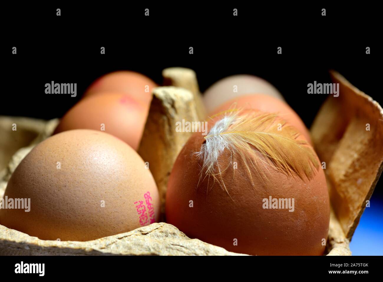 Chicken egg with chicken feather Stock Photo - Alamy