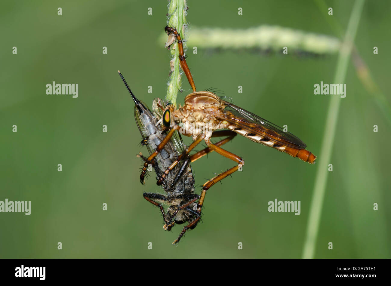 Female Thief High Resolution Stock Photography and Images - Alamy