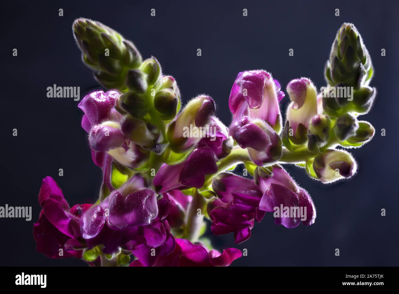 Bright Pink Snap Dragon Flower Close Up showing the Trichomes Stock ...