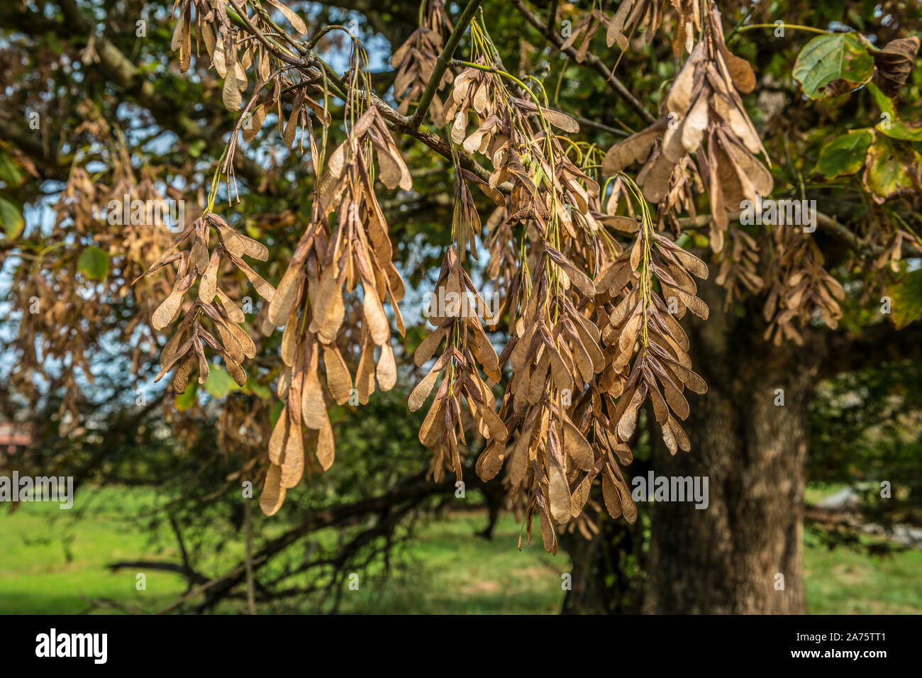 Seed dried pod husk hi-res stock photography and images - Alamy