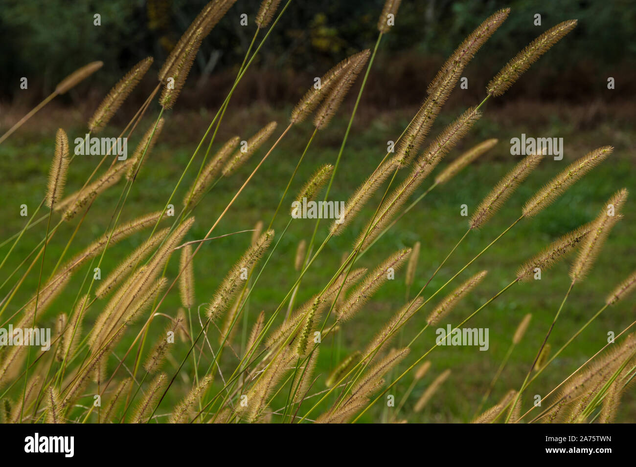 Tall perennial grasses hi-res stock photography and images - Alamy