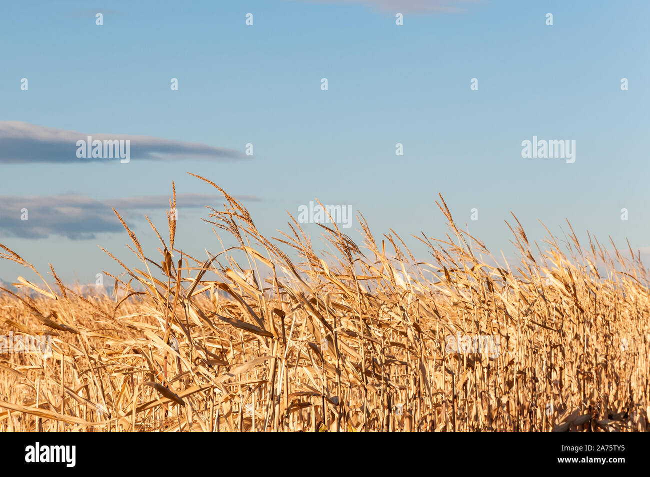 Farm corn and mountains hi-res stock photography and images - Alamy