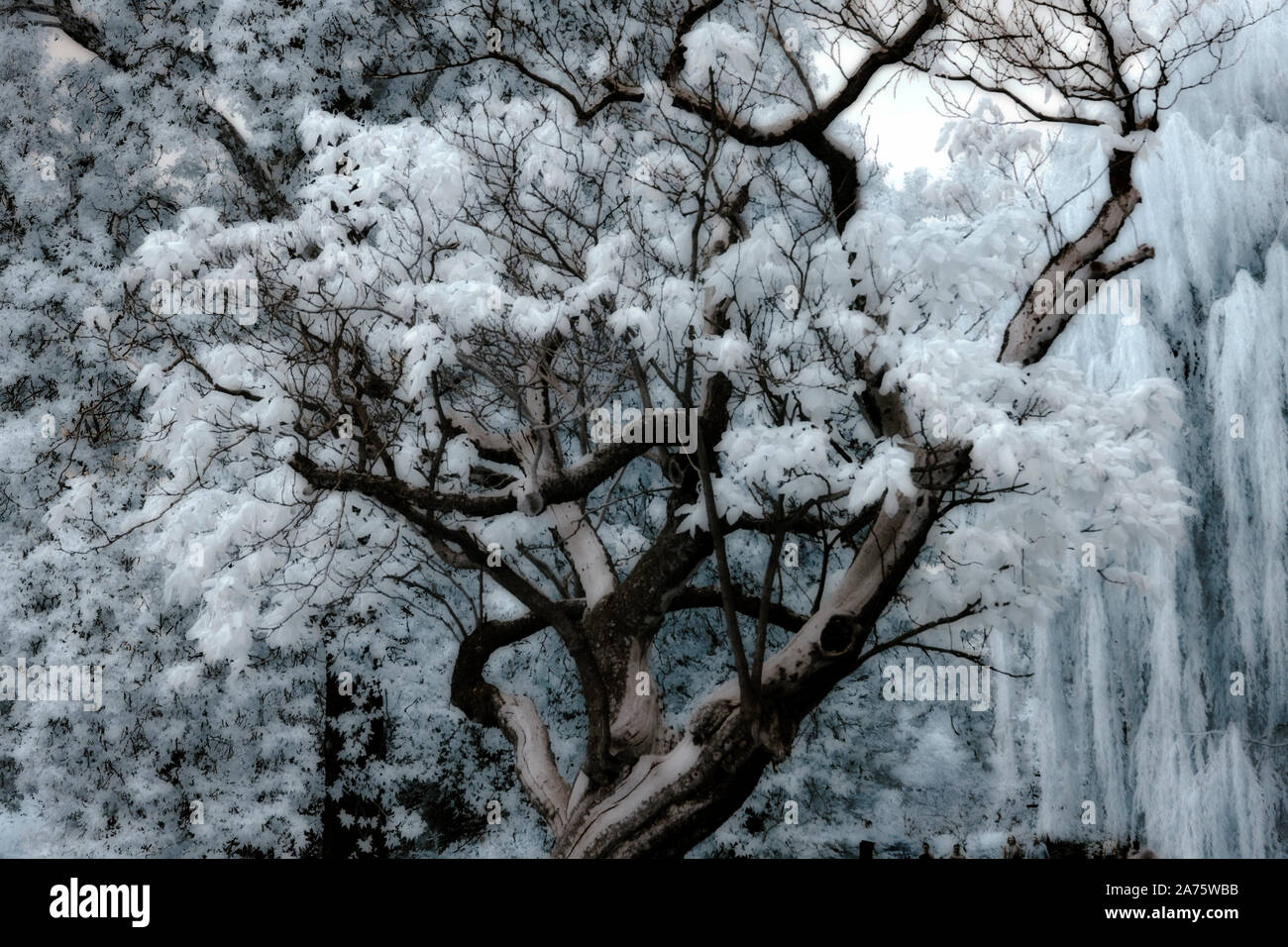 infrared image - illusion of wintertime - trees - regent's park - city ...