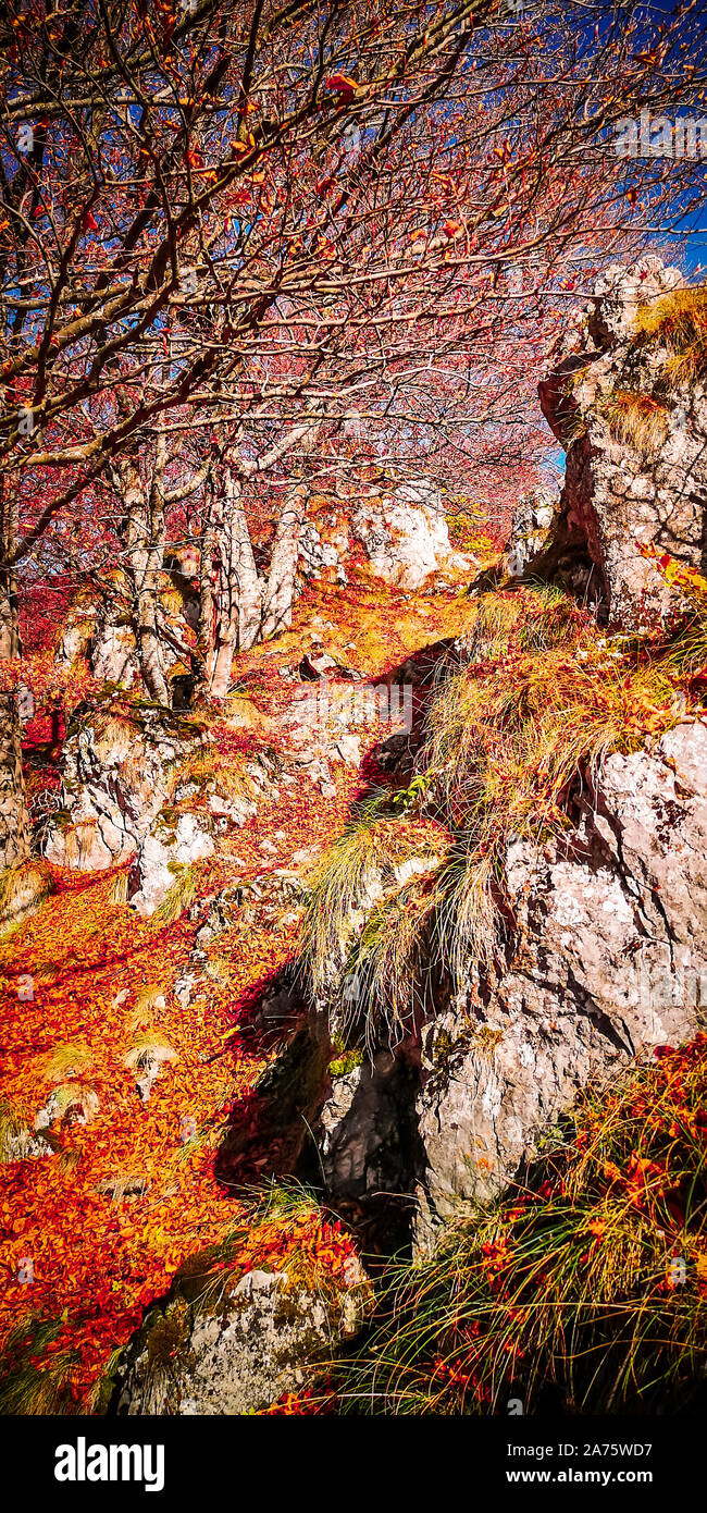 Autumn in Leaota, Carpathian Mountains, Romania. Vivid fall colors in ...
